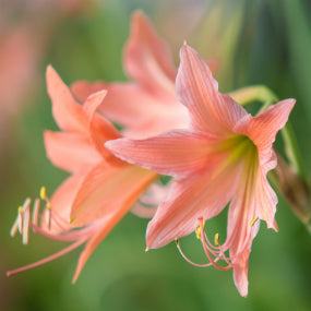 Peach Colored Annual Flowers Easiest Annuals To Grow In Spring: 9