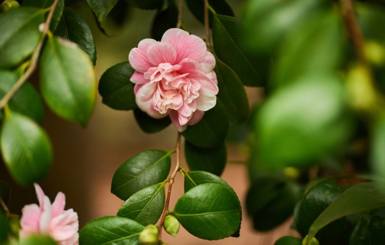 Shade Loving Flowering Vines 8 Best Shade Loving Perennials For Your