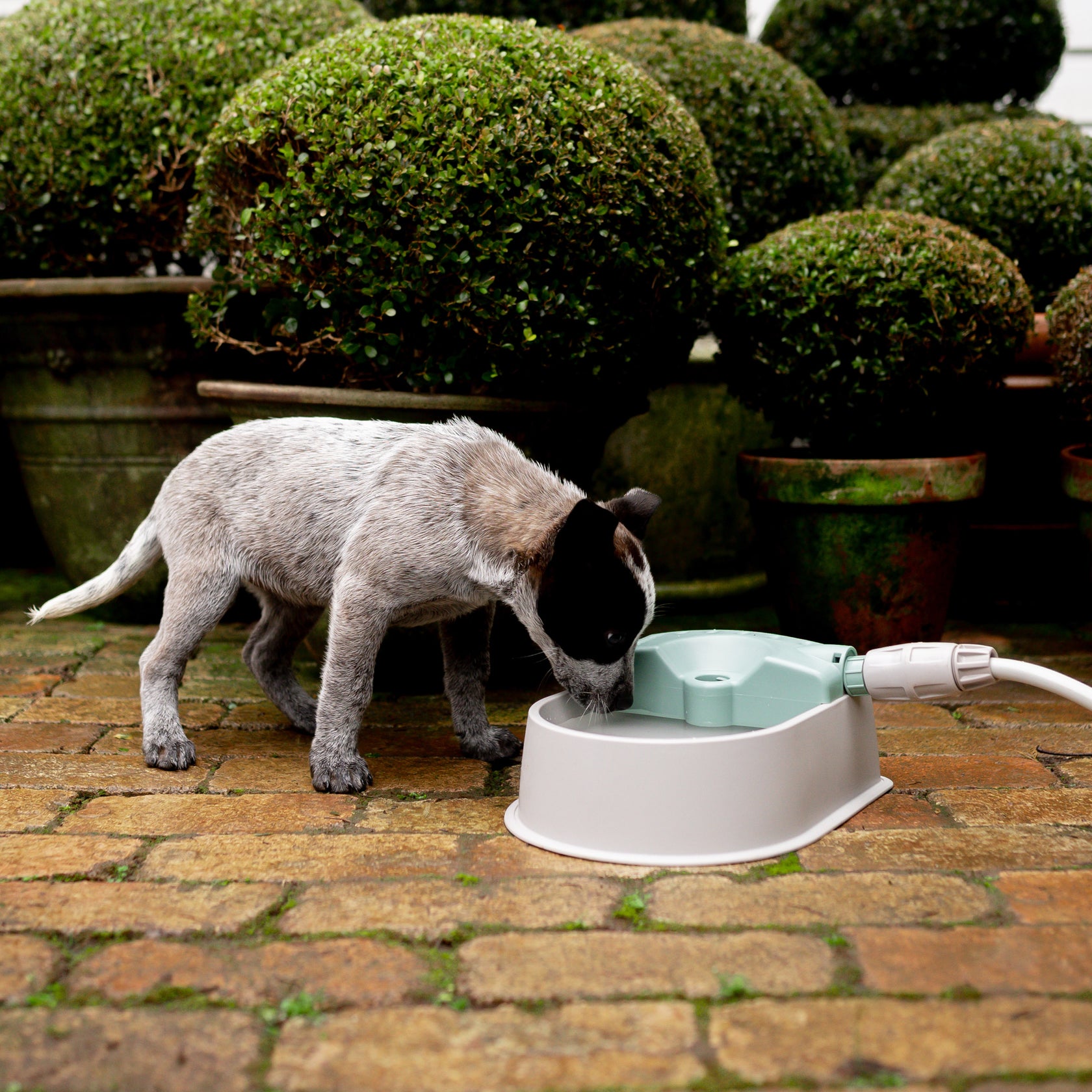 Auto-fill Pet Water Bowl | Hoselink
