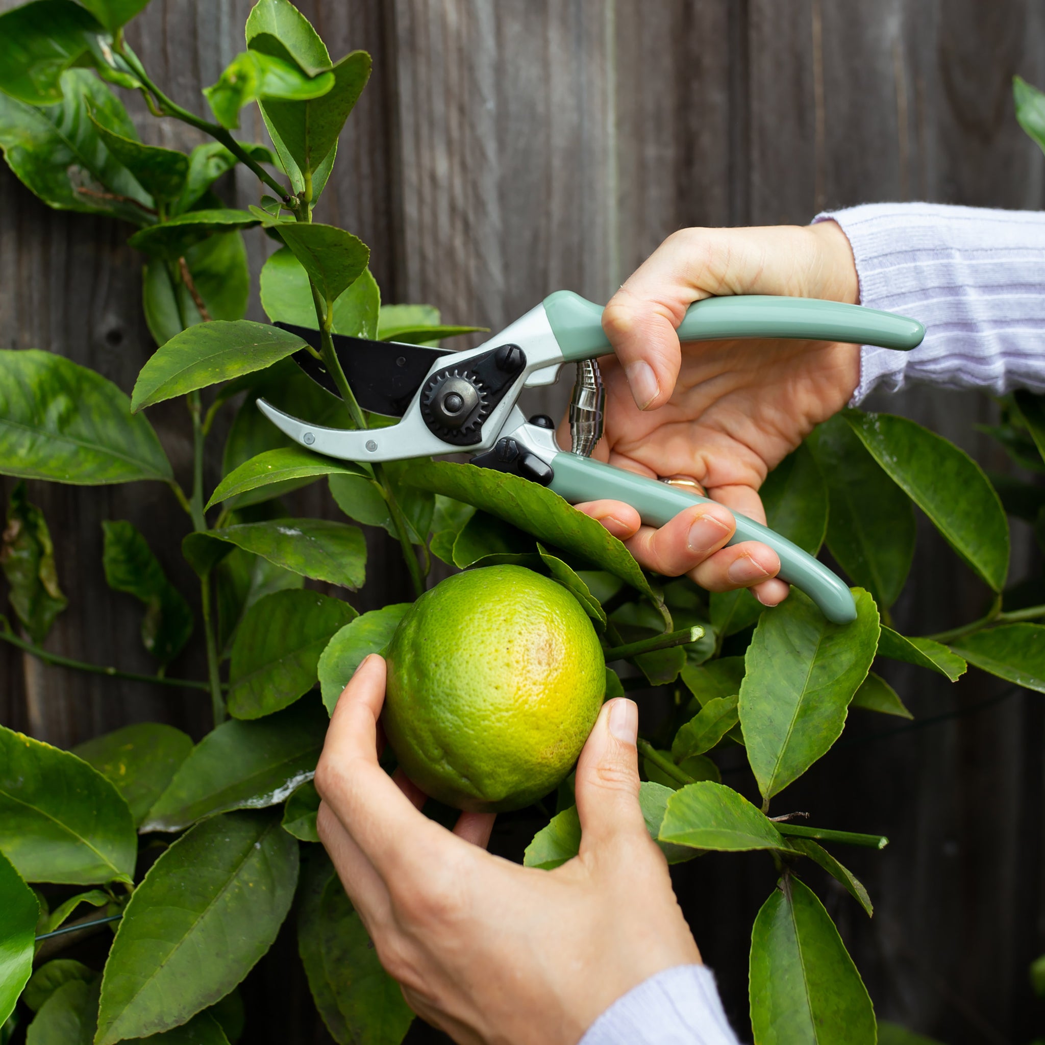 Sage Green Secateurs | Ultra-Sharp, Long-Lasting Pruners – Hoselink