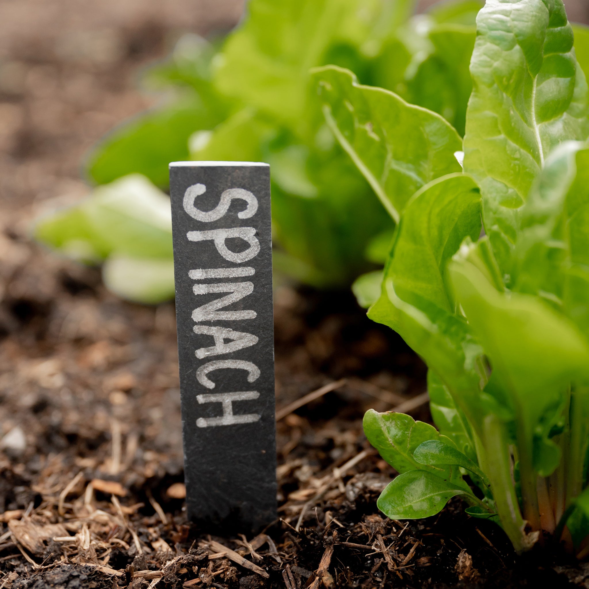 Slate Plant Labels - 5 Pack | Hoselink